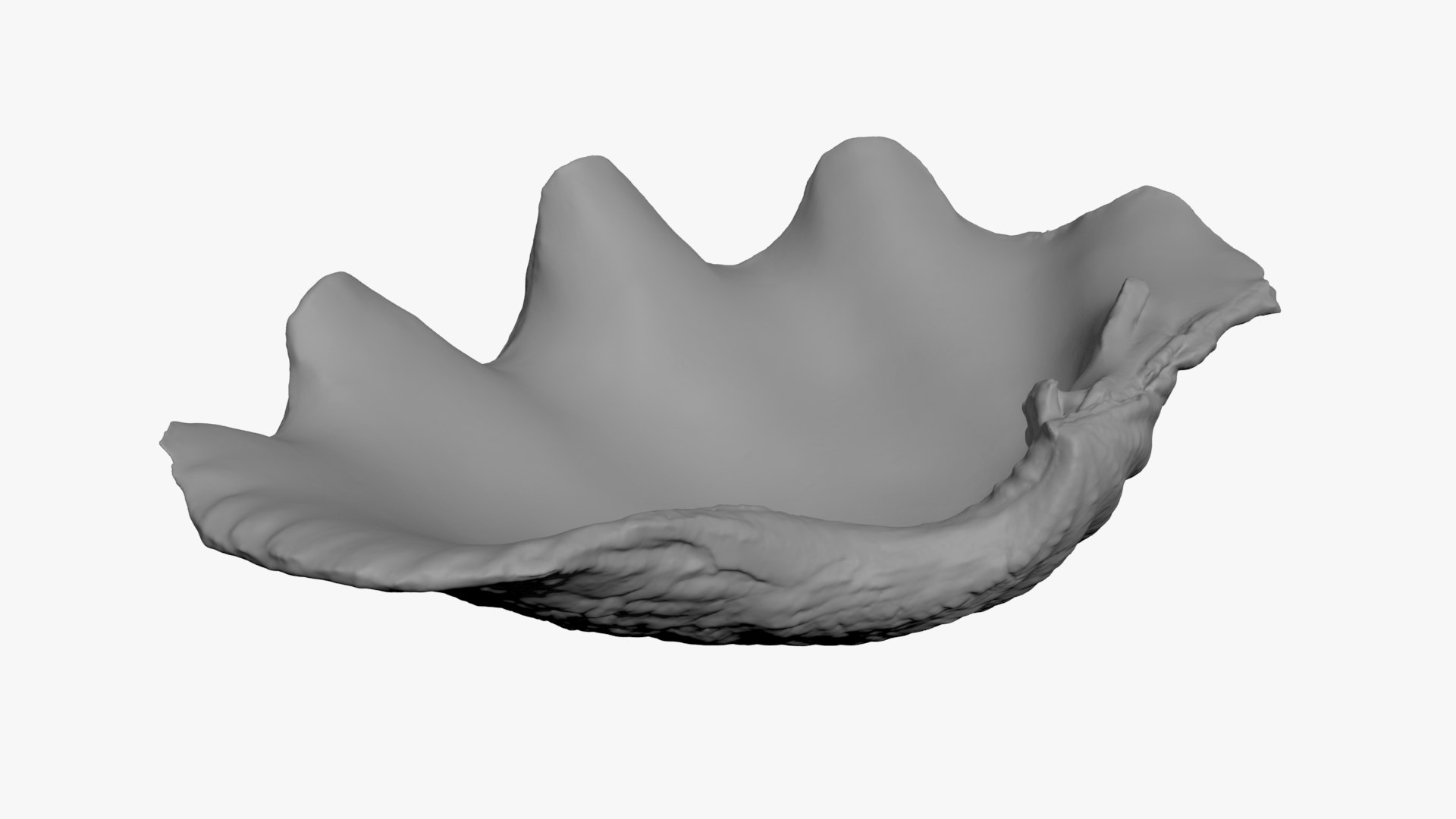 3D Giant Clam Shell Half 01 For 3D Print - TurboSquid 2304972