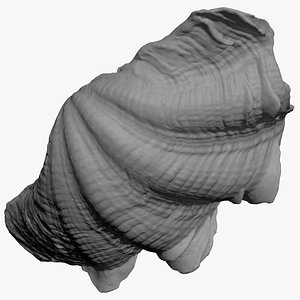 Download 3D Seashell STL Models - TurboSquid