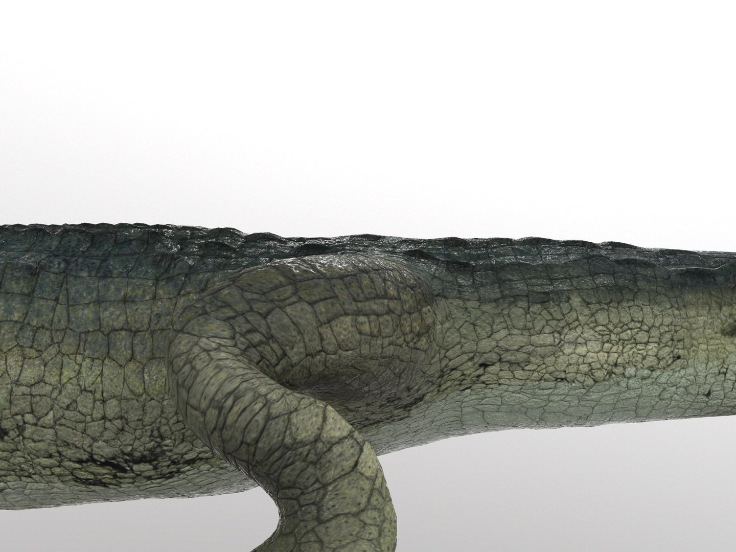 3d alligator reptile animation