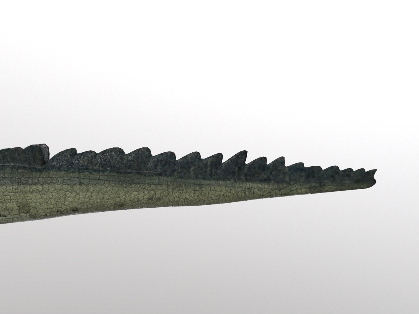 3d alligator reptile animation