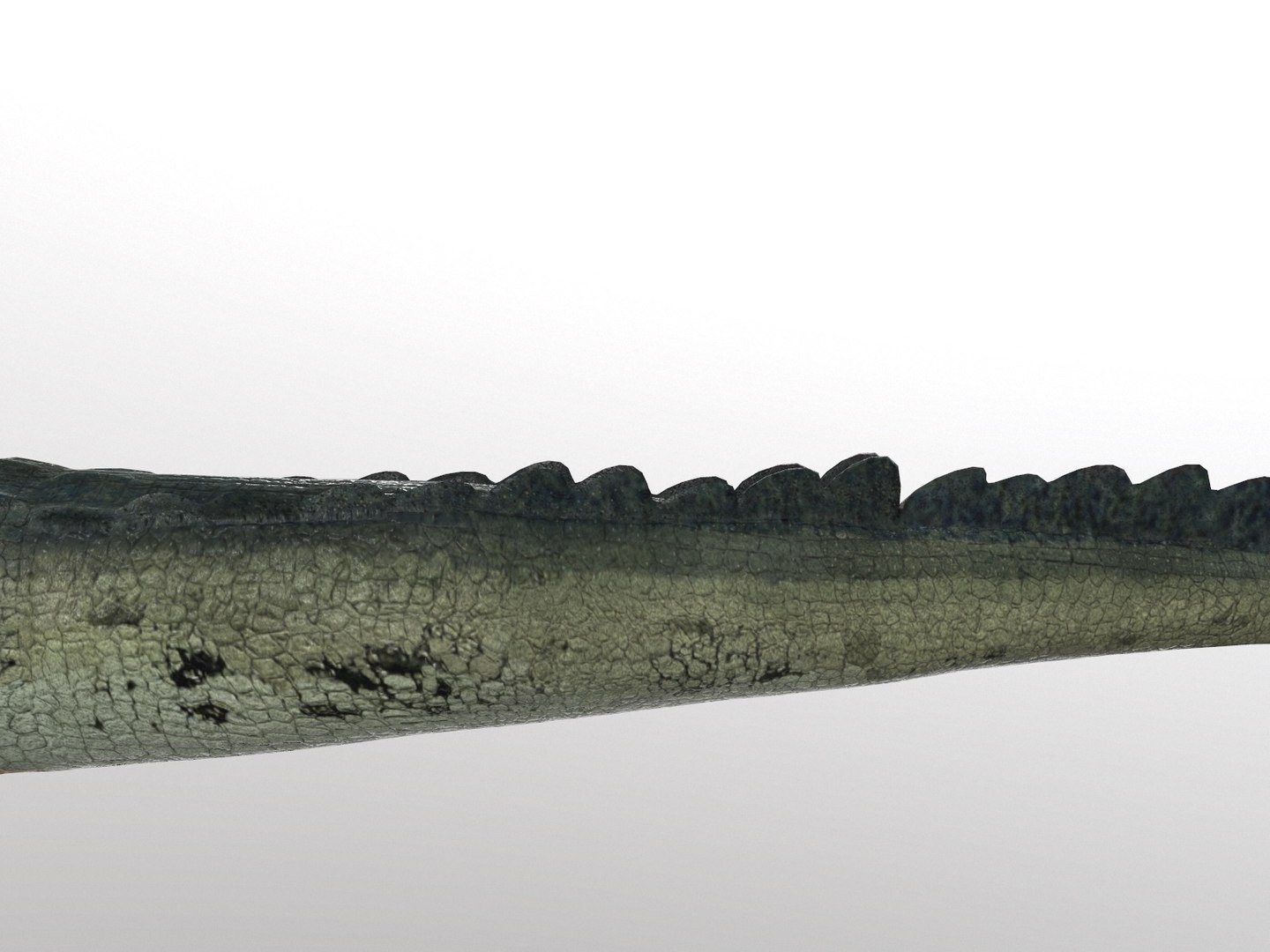 3d alligator reptile animation