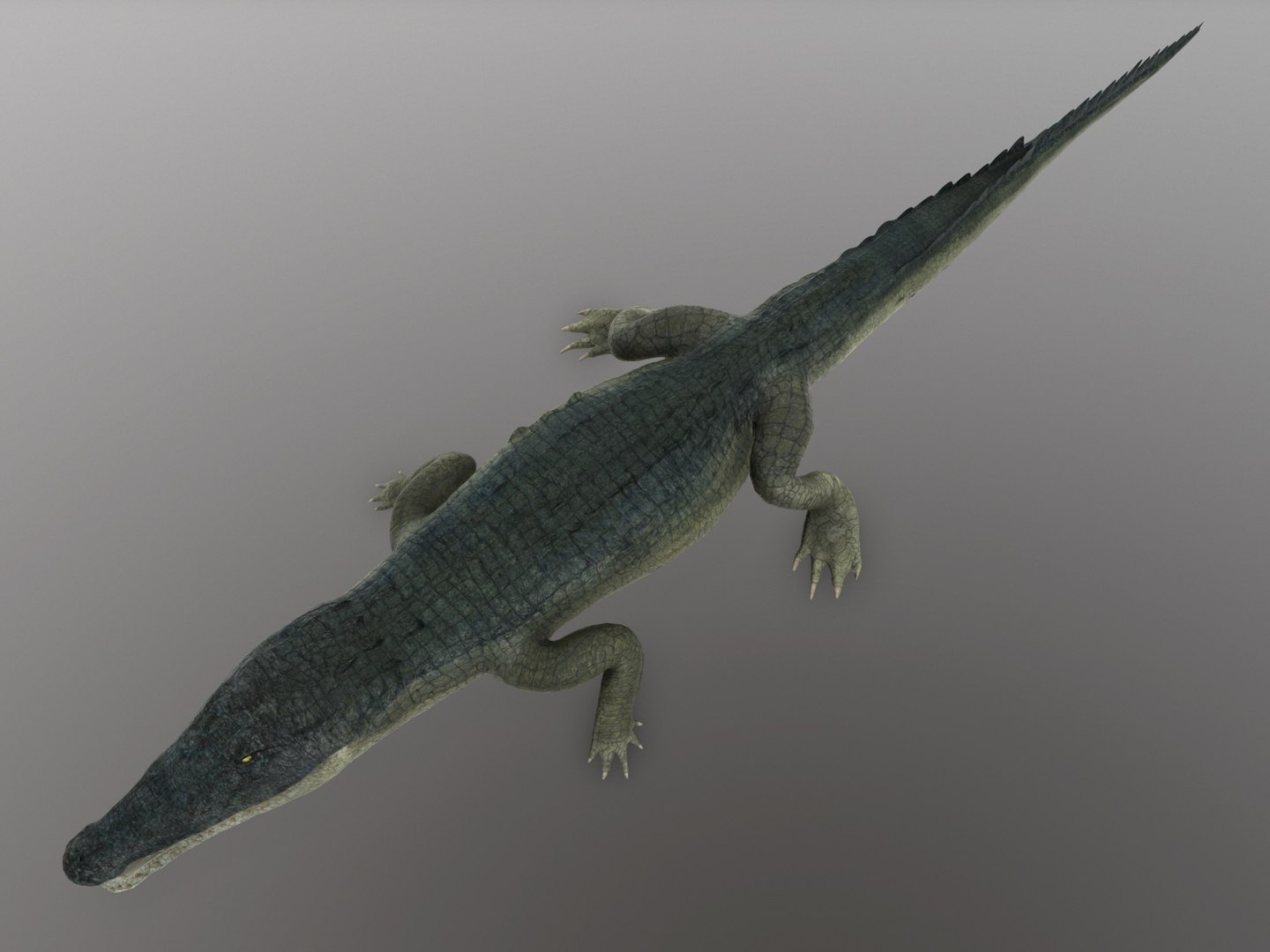 3d alligator reptile animation