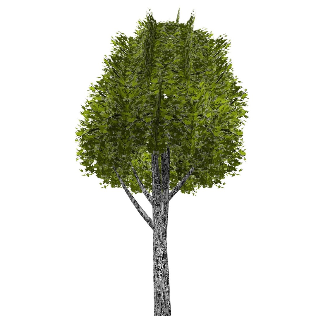 Pc Tree 3d Model