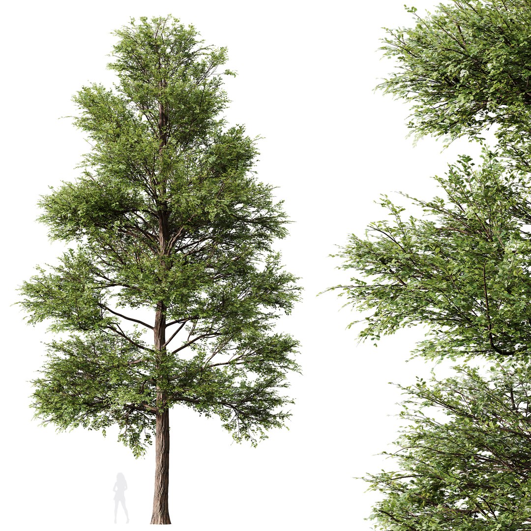 3D Model 6 Different SETS Of Tree SET VOL08 - TurboSquid 2131985