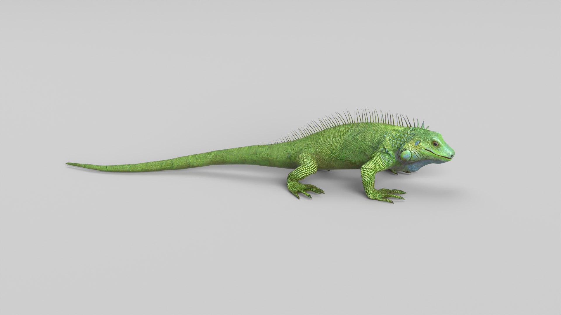3D Iguana 2 Model - TurboSquid 2132785