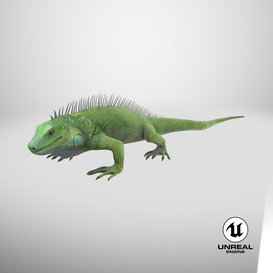 3D Iguana 2 Model - TurboSquid 2132785