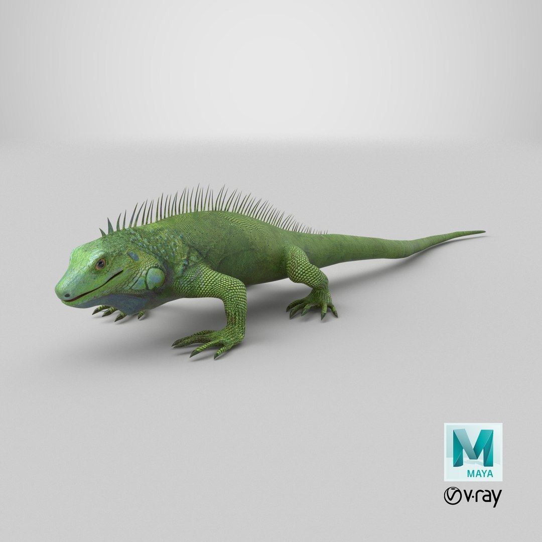 3D Iguana 2 Model - TurboSquid 2132785