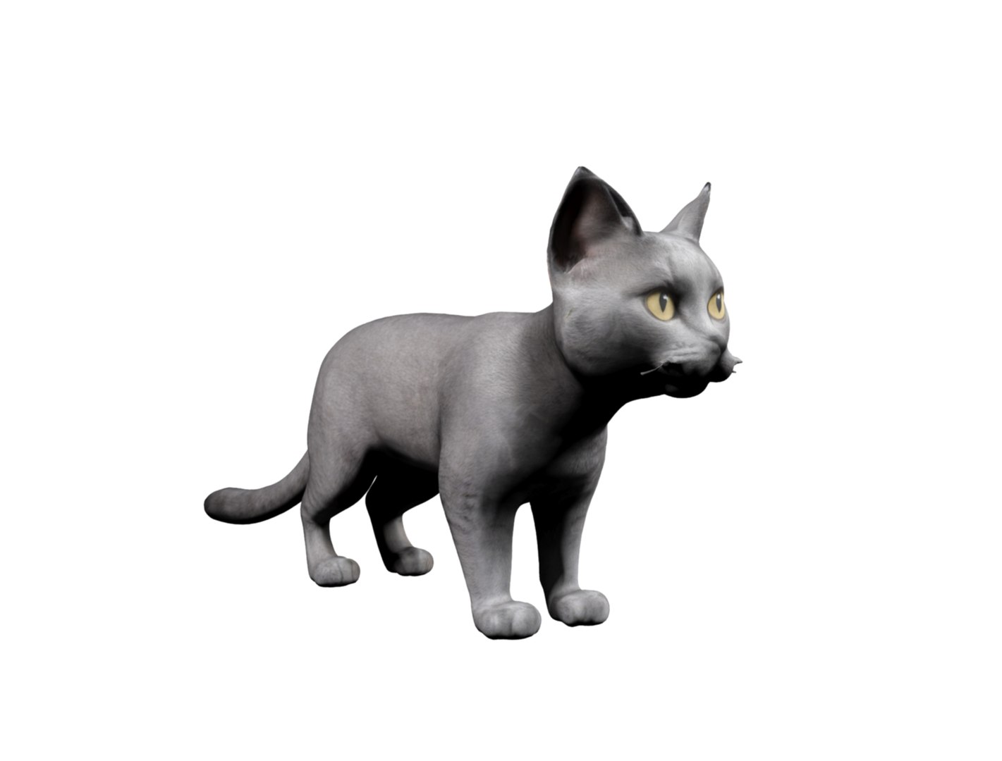 3D Realistic Grey Cat 3D Model Model - TurboSquid 2328581
