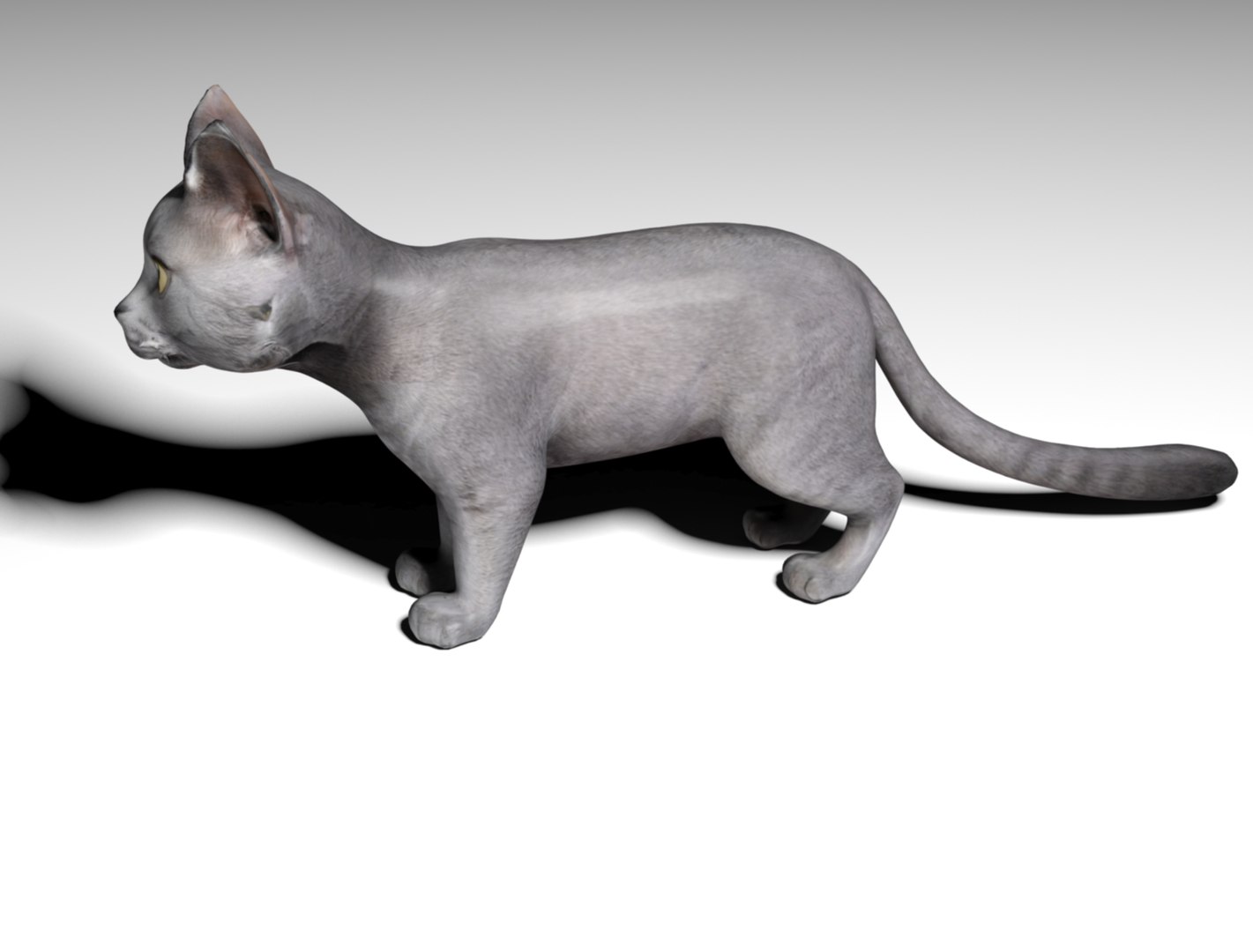3D Realistic Grey Cat 3D Model Model - TurboSquid 2328581