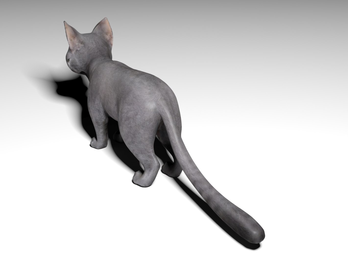 3D Realistic Grey Cat 3D Model Model - TurboSquid 2328581