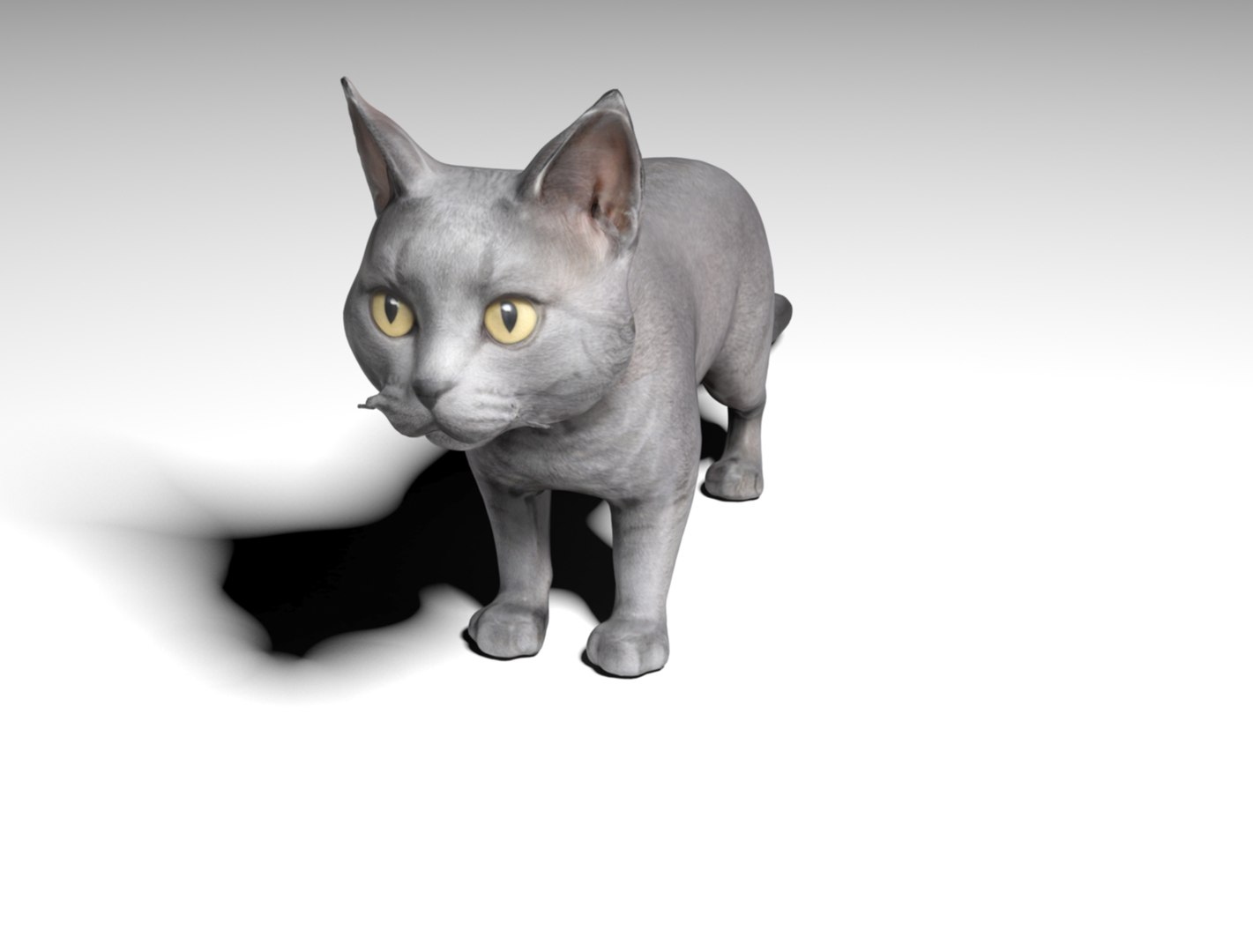 3D Realistic Grey Cat 3D Model Model - TurboSquid 2328581
