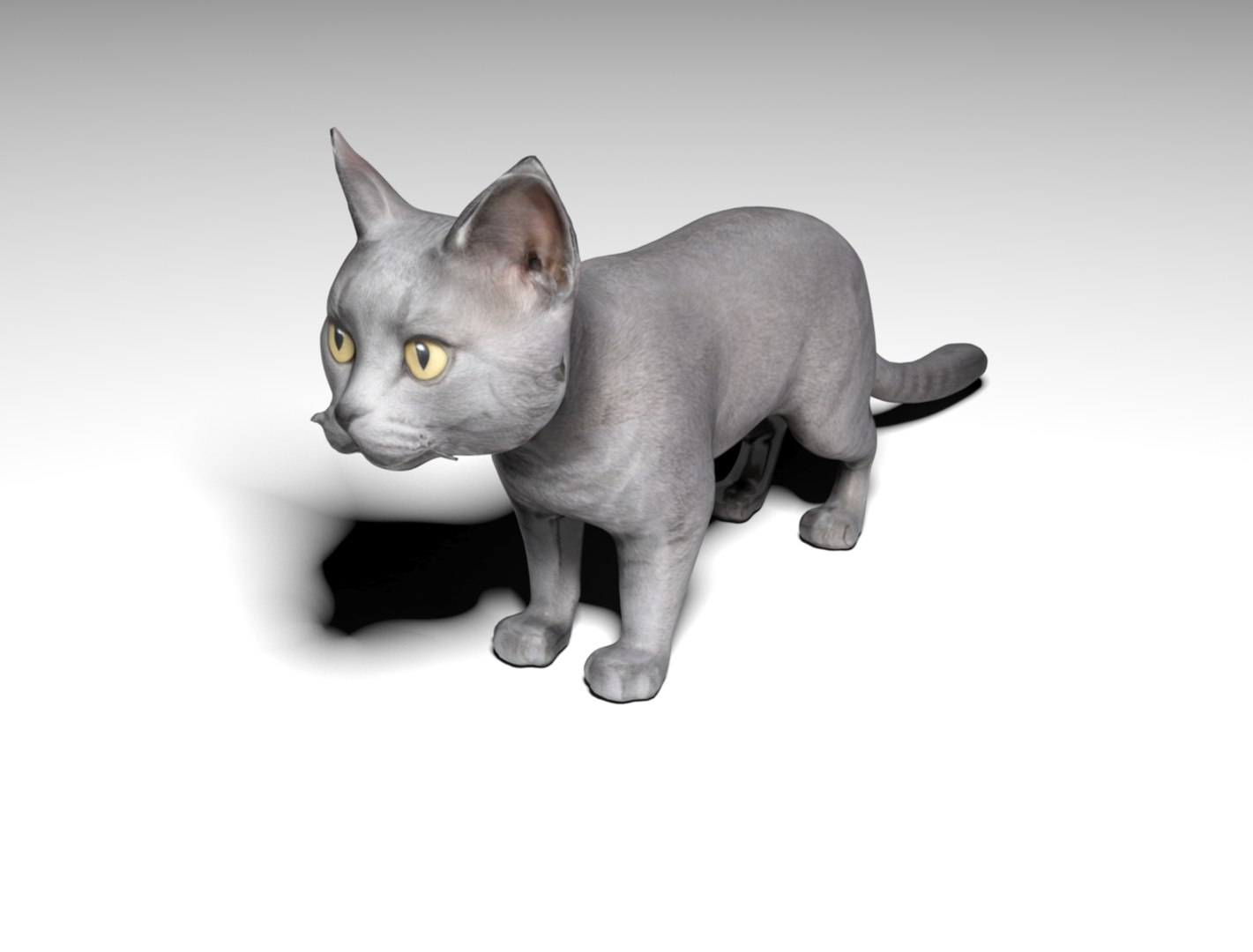 3D Realistic Grey Cat 3D Model Model - TurboSquid 2328581