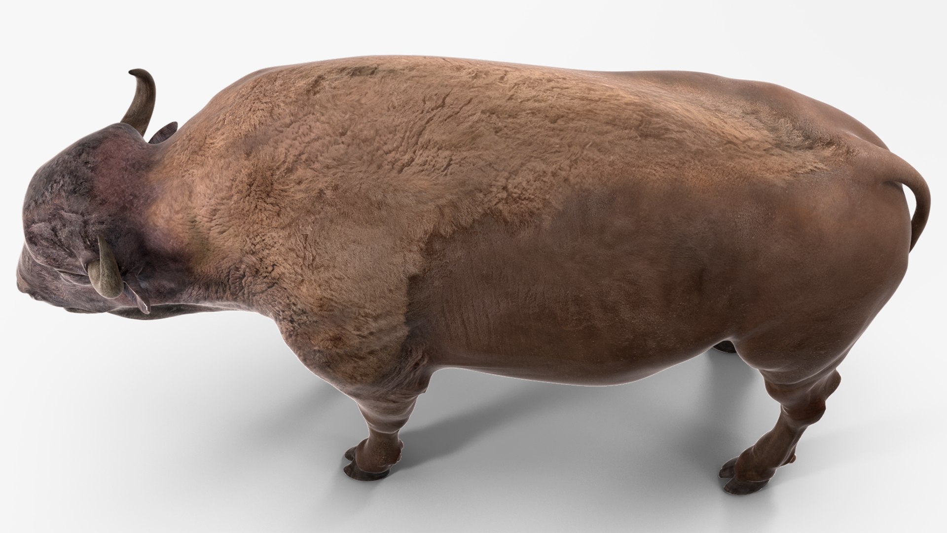 American Bison Rigged 3D Model - TurboSquid 2131033