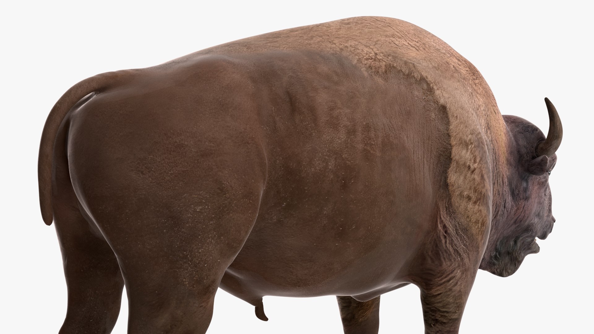 American Bison Rigged 3D Model - TurboSquid 2131033