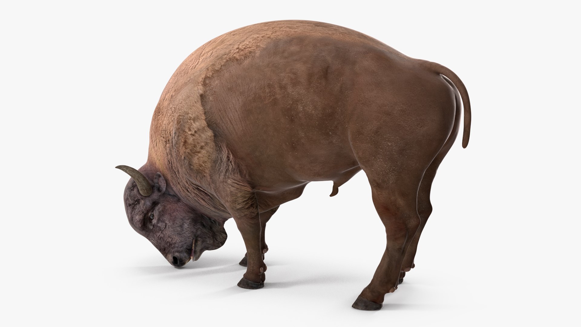 American Bison Rigged 3D Model - TurboSquid 2131033