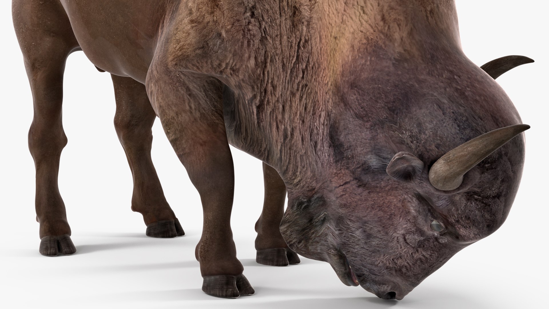 American Bison Rigged 3D Model - TurboSquid 2131033