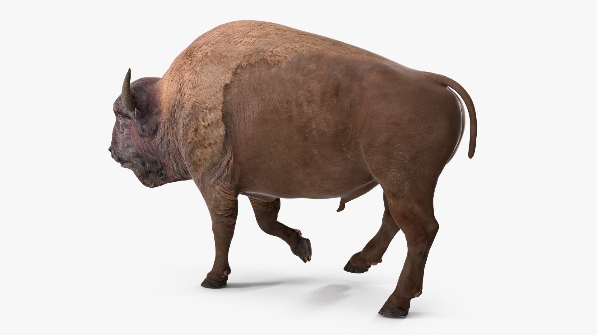 American Bison Rigged 3D Model - TurboSquid 2131033