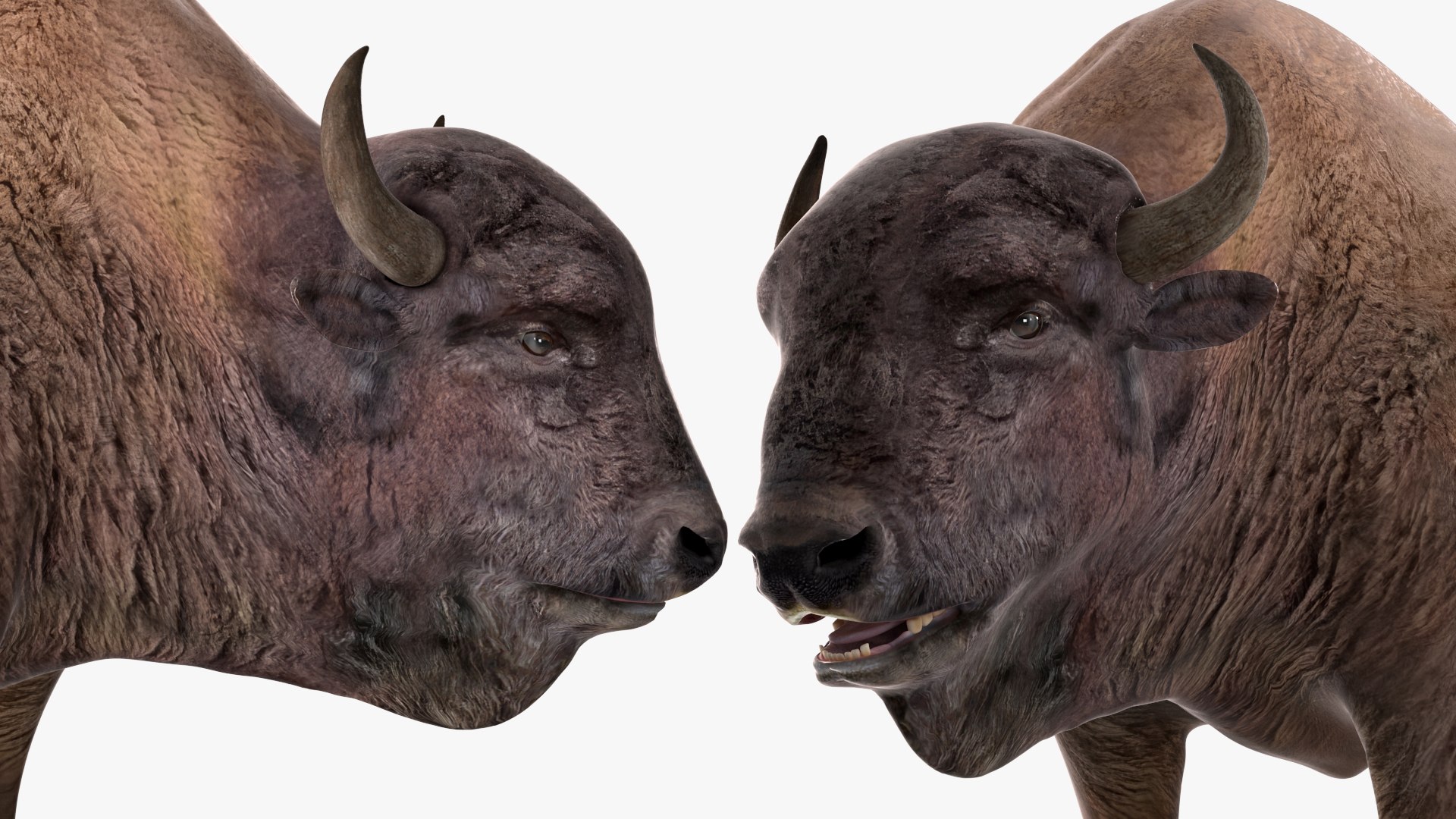 American Bison Rigged 3D Model - TurboSquid 2131033