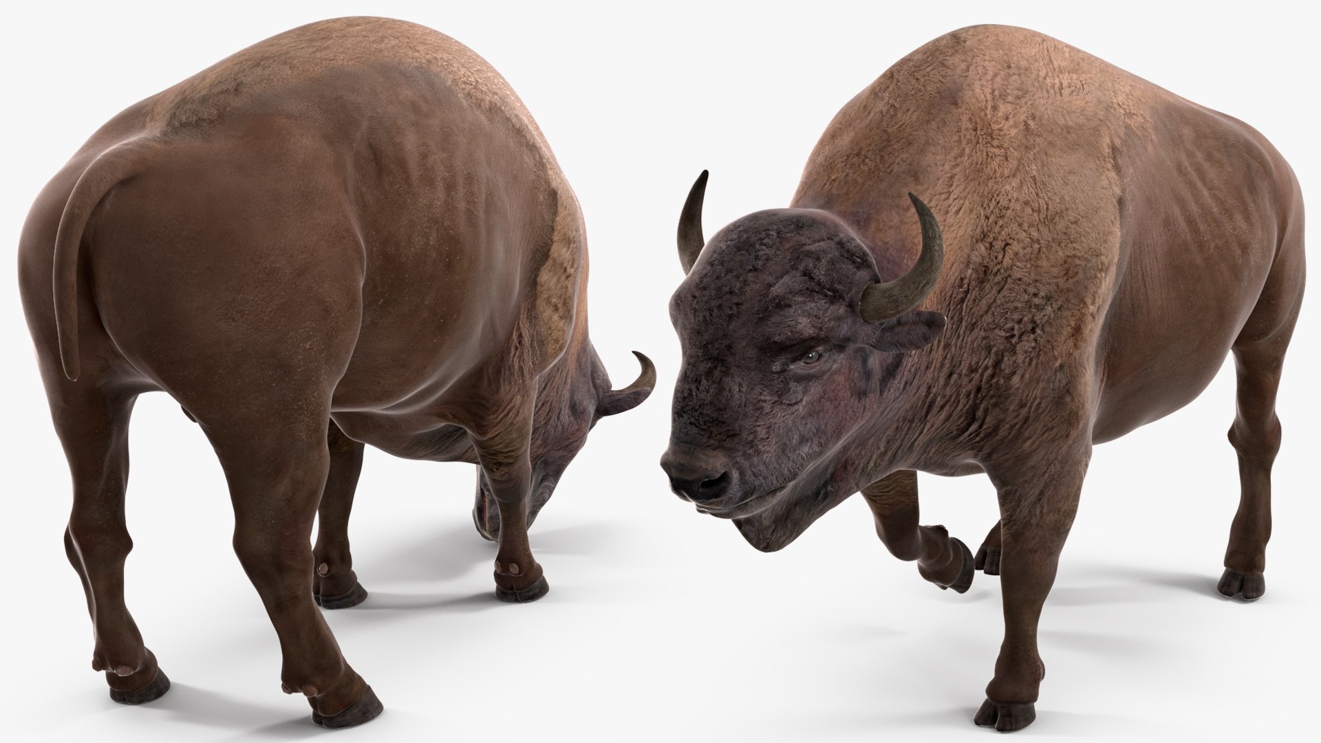 American Bison Rigged 3D Model - TurboSquid 2131033