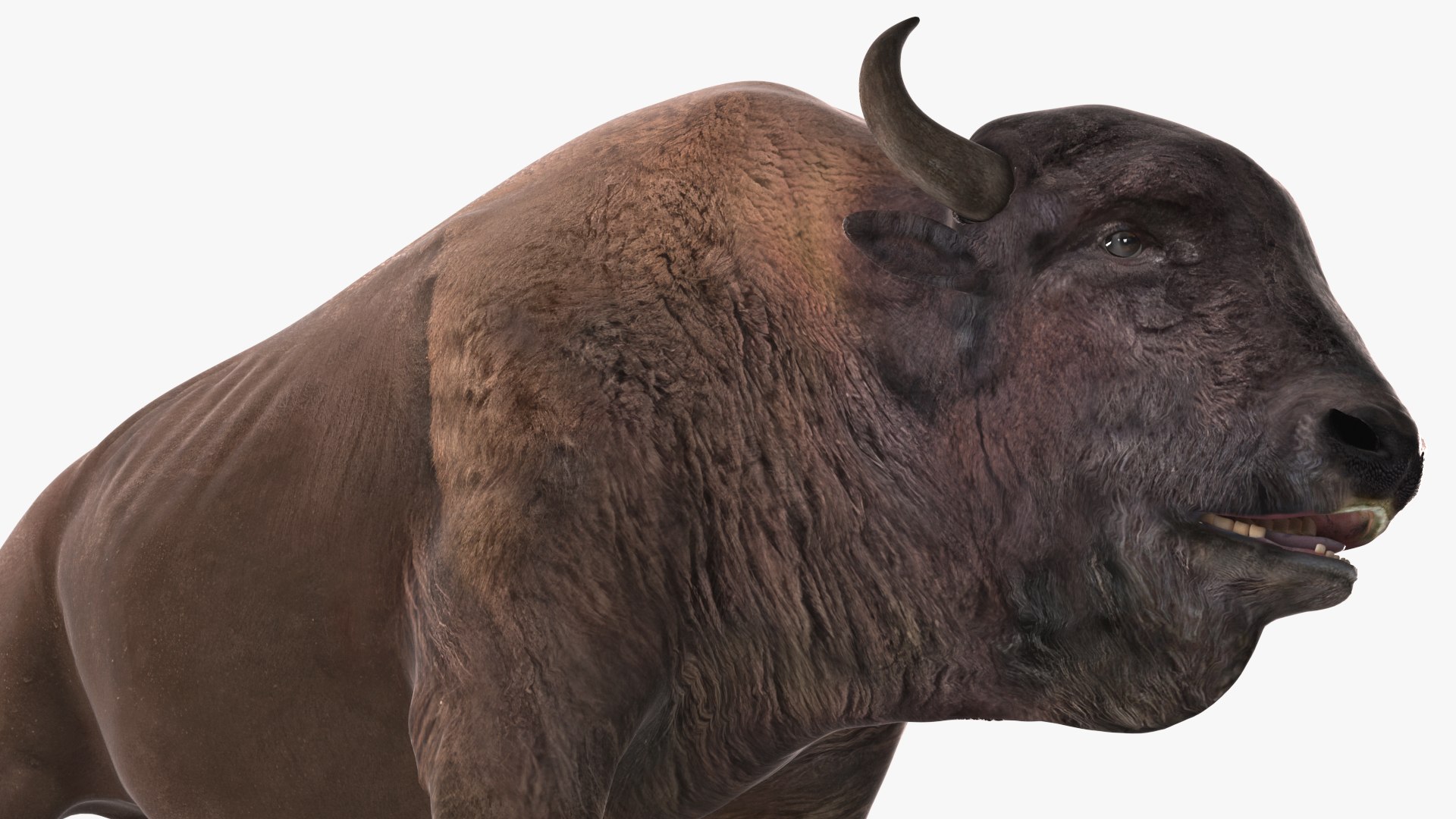 American Bison Rigged 3D Model - TurboSquid 2131033