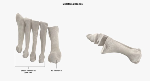 Coleção de ossos do metatarso do pé humano branco - 5 modelos Modelo 3D ...