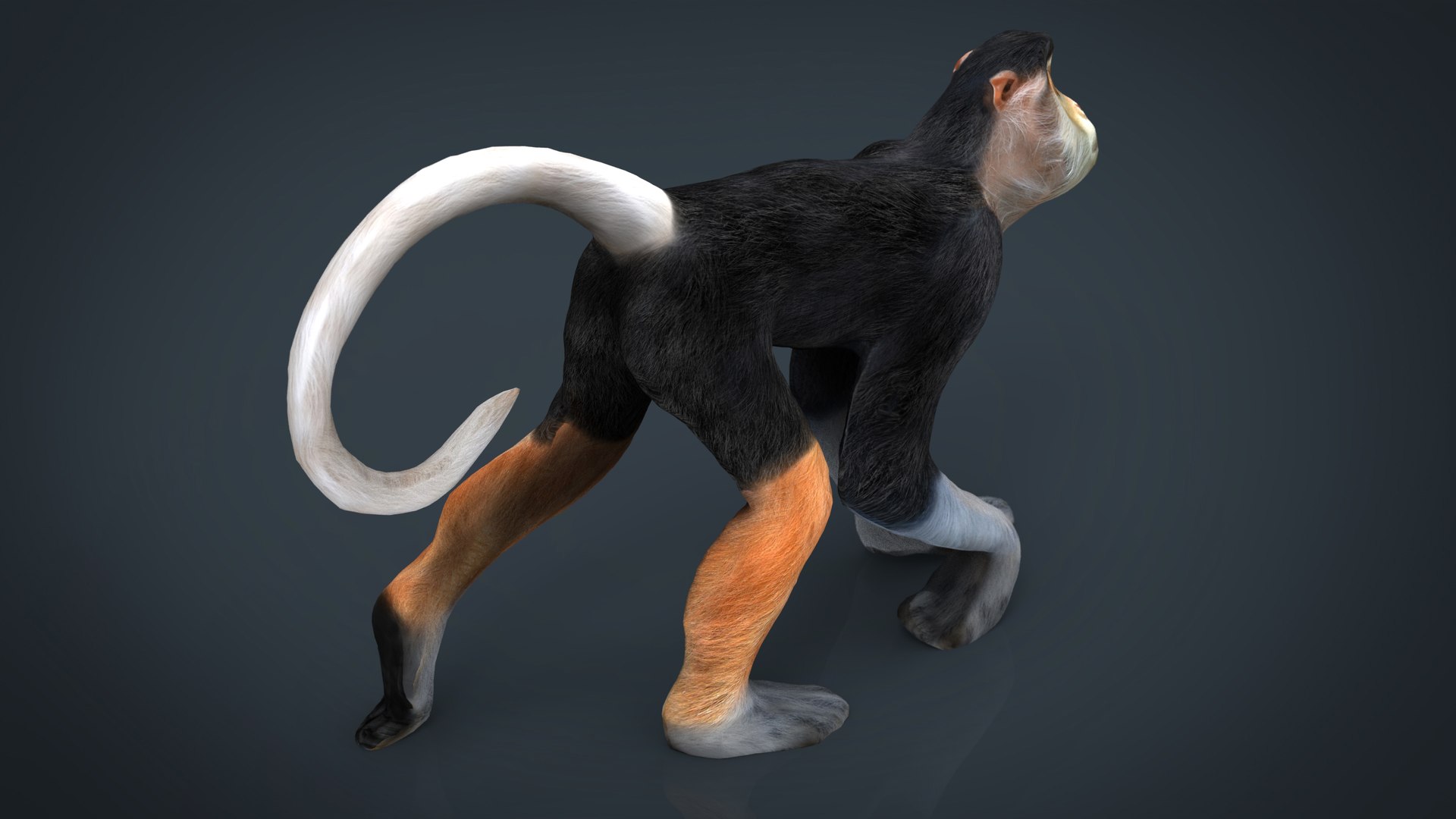 Monkey 3D Model - TurboSquid 1205229
