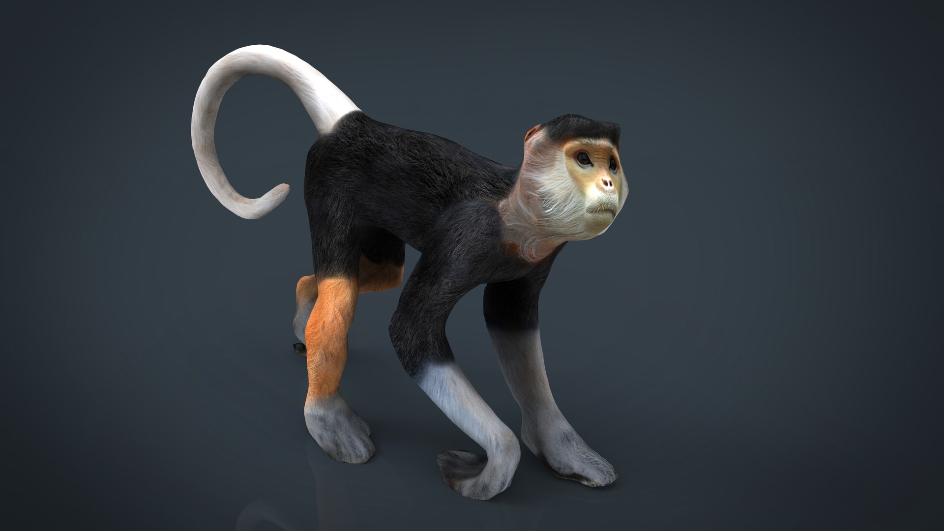 Monkey 3D Model - TurboSquid 1205229