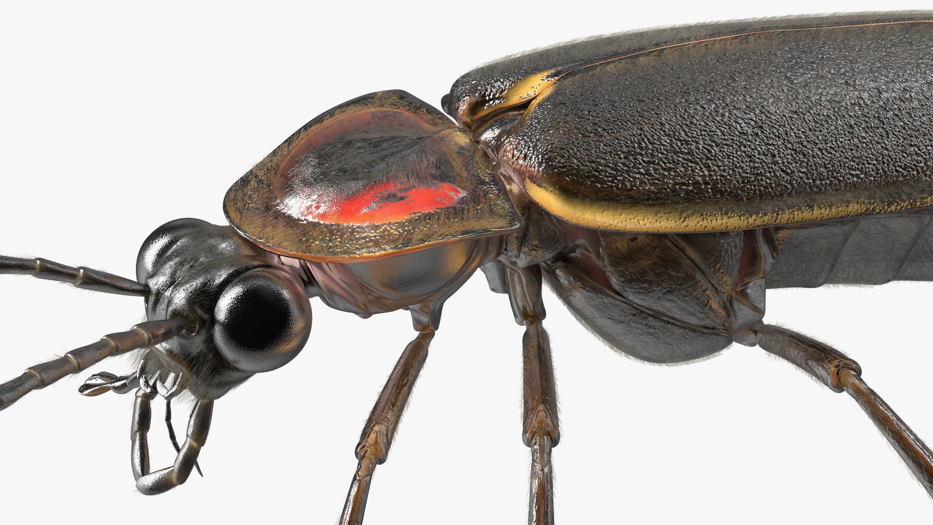 3D Eastern Firefly Crawling Pose Fur Model - TurboSquid 2171932