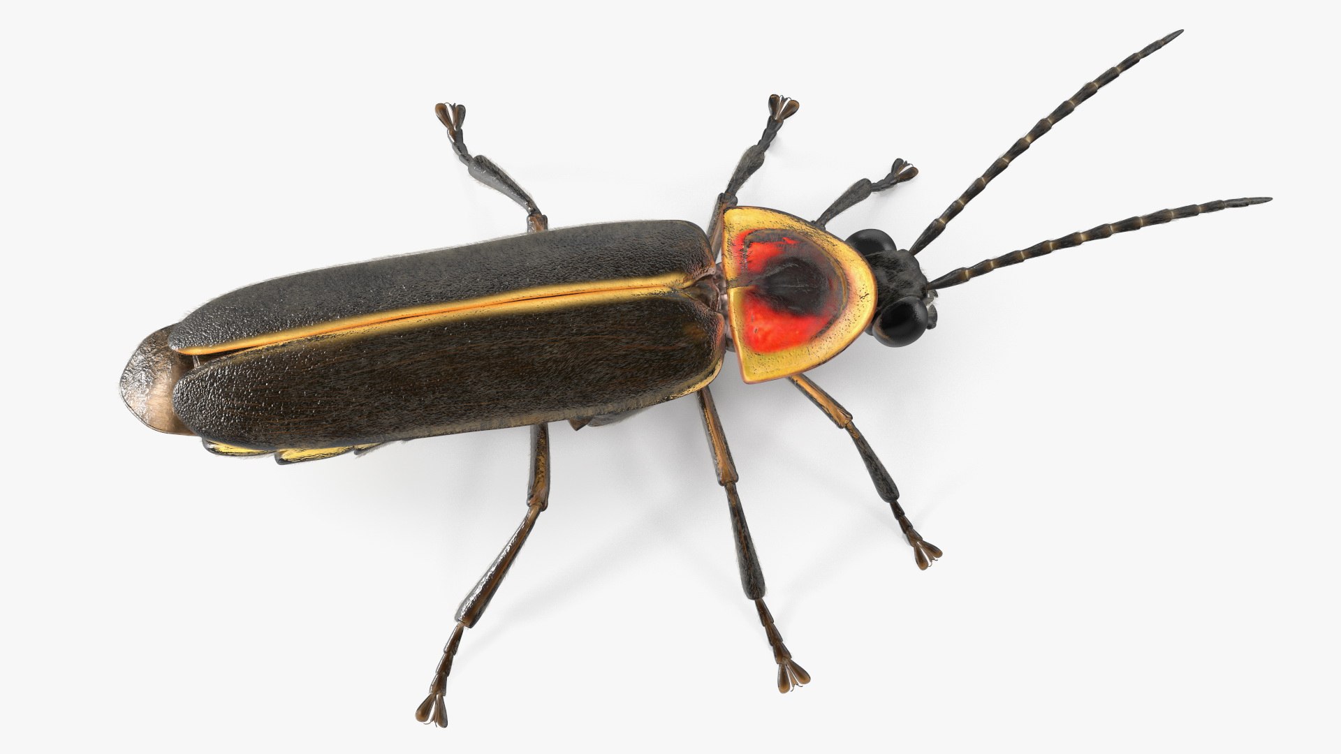 3D Eastern Firefly Crawling Pose Fur Model - TurboSquid 2171932