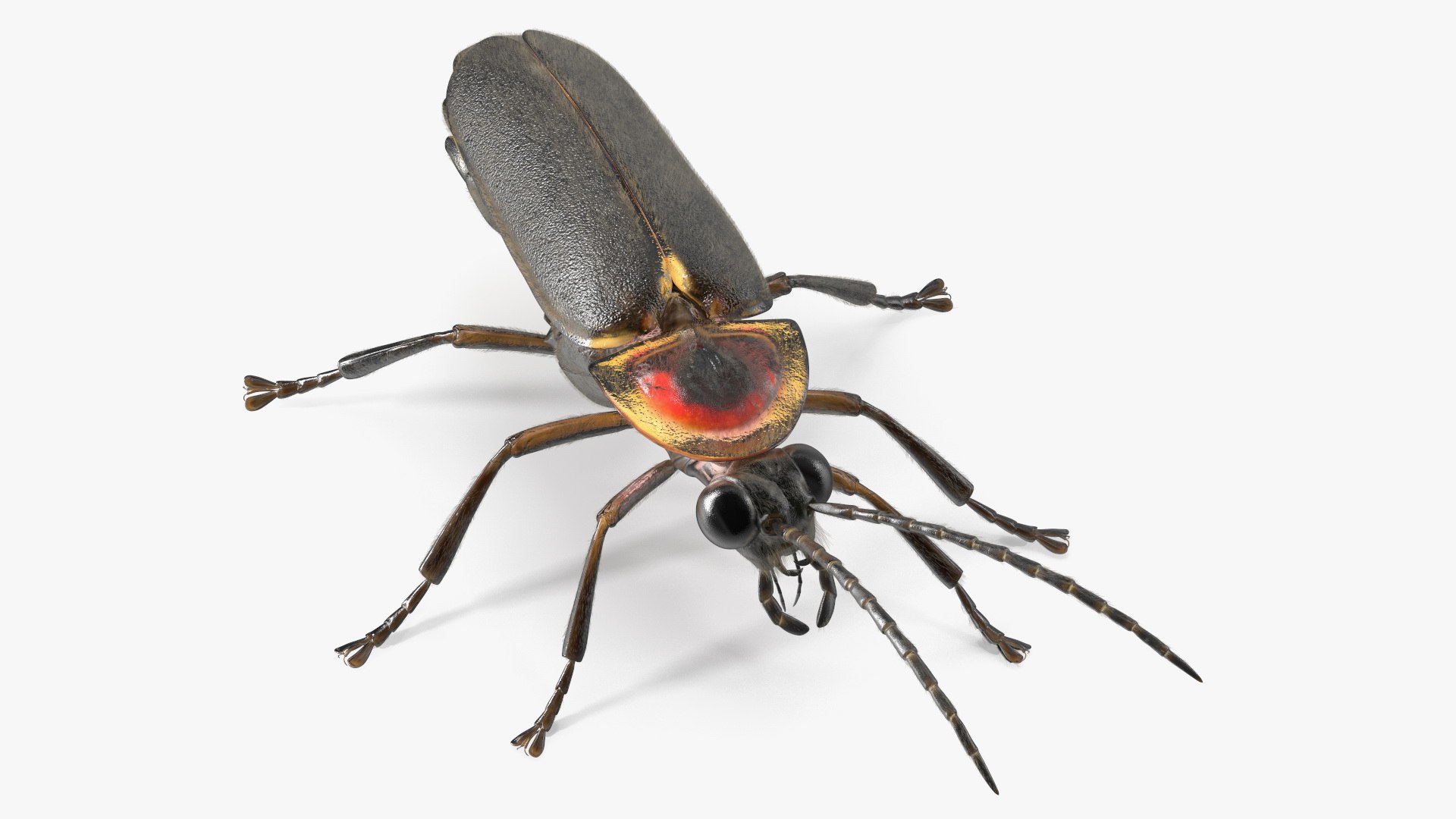 3D Eastern Firefly Crawling Pose Fur Model - TurboSquid 2171932