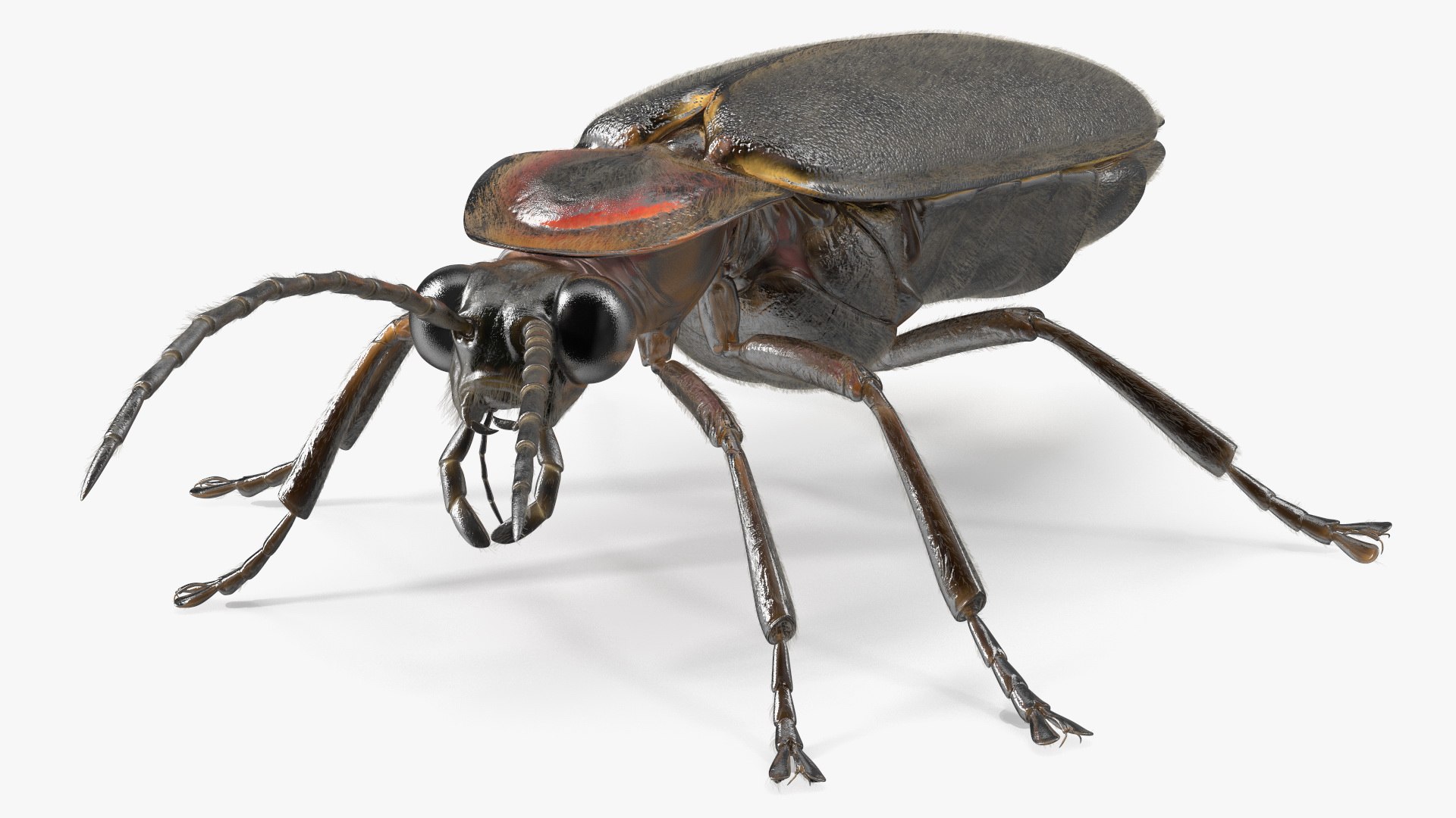 3D Eastern Firefly Crawling Pose Fur Model - TurboSquid 2171932