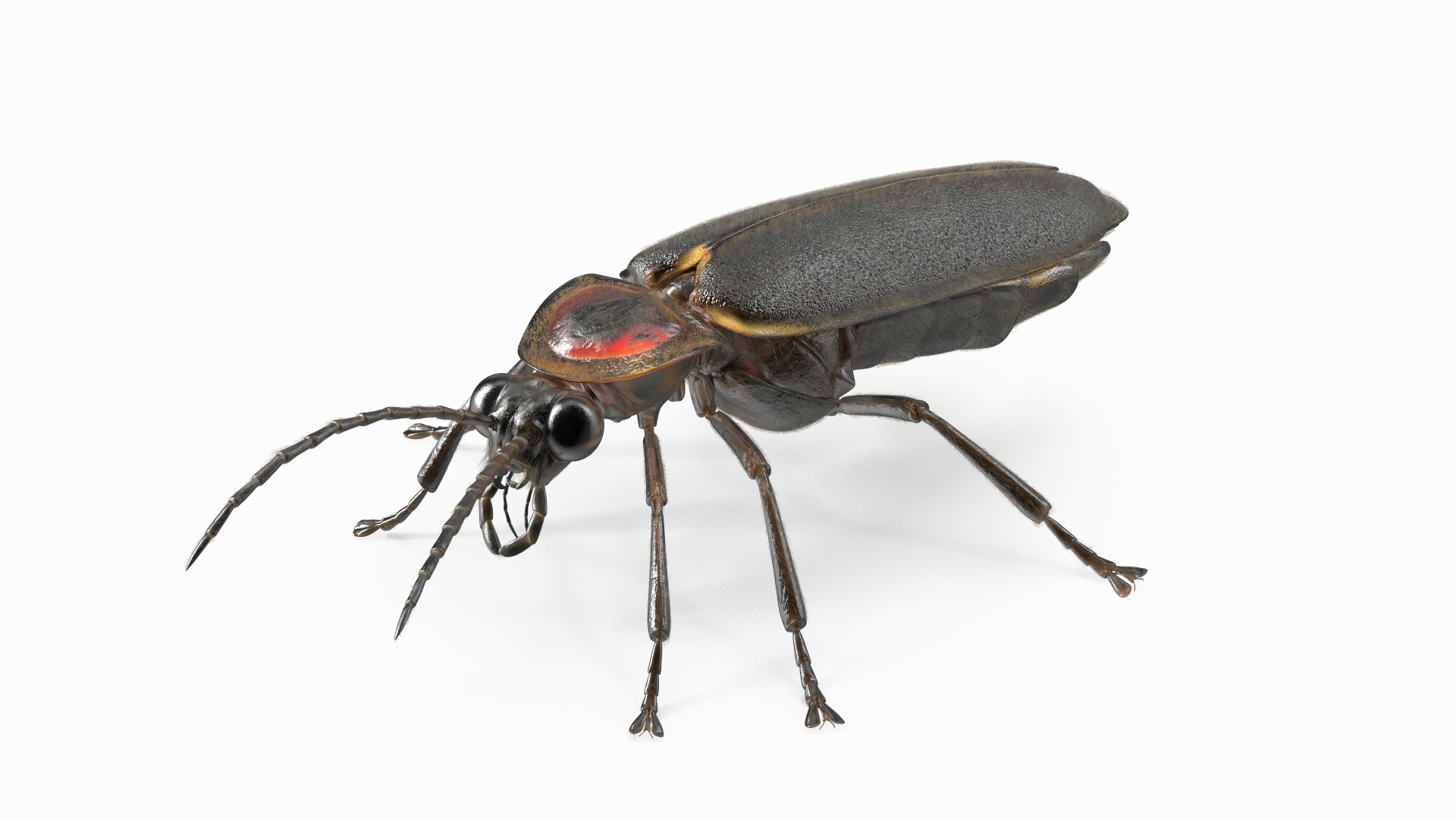 3D Eastern Firefly Crawling Pose Fur Model - TurboSquid 2171932