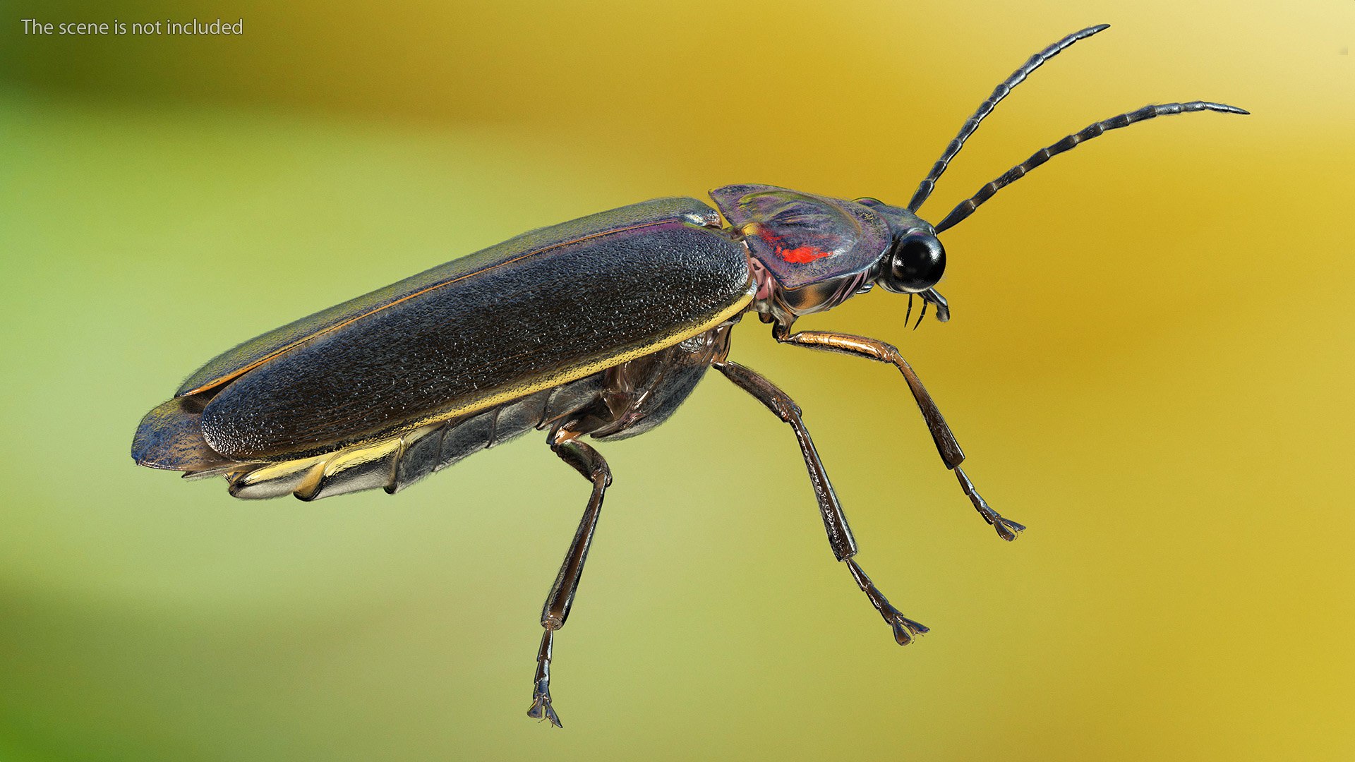 3D Eastern Firefly Crawling Pose Fur model - TurboSquid 2171932