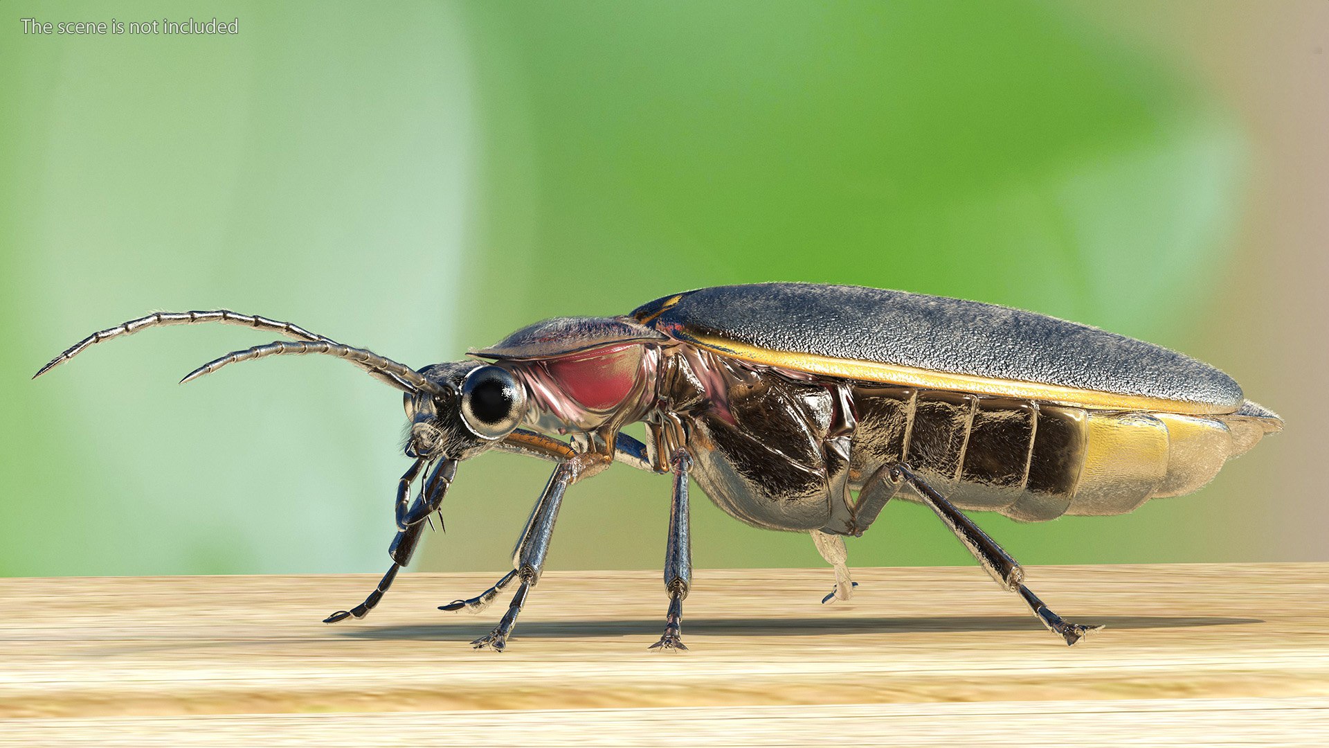 3D Eastern Firefly Crawling Pose Fur Model - TurboSquid 2171932