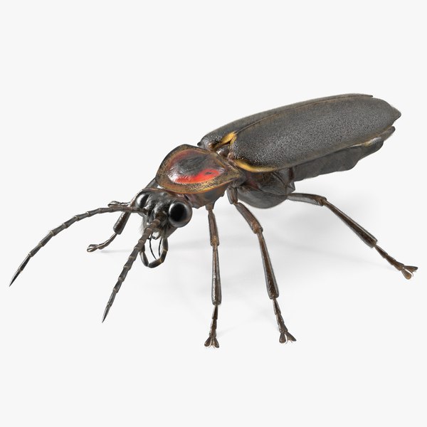 동부 반딧불이 기어가는 자세 모피 3D 모델 - TurboSquid 2171932