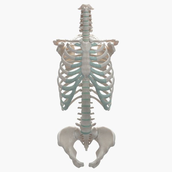 modelo 3d Esqueleto de torso femenino - TurboSquid 1652173