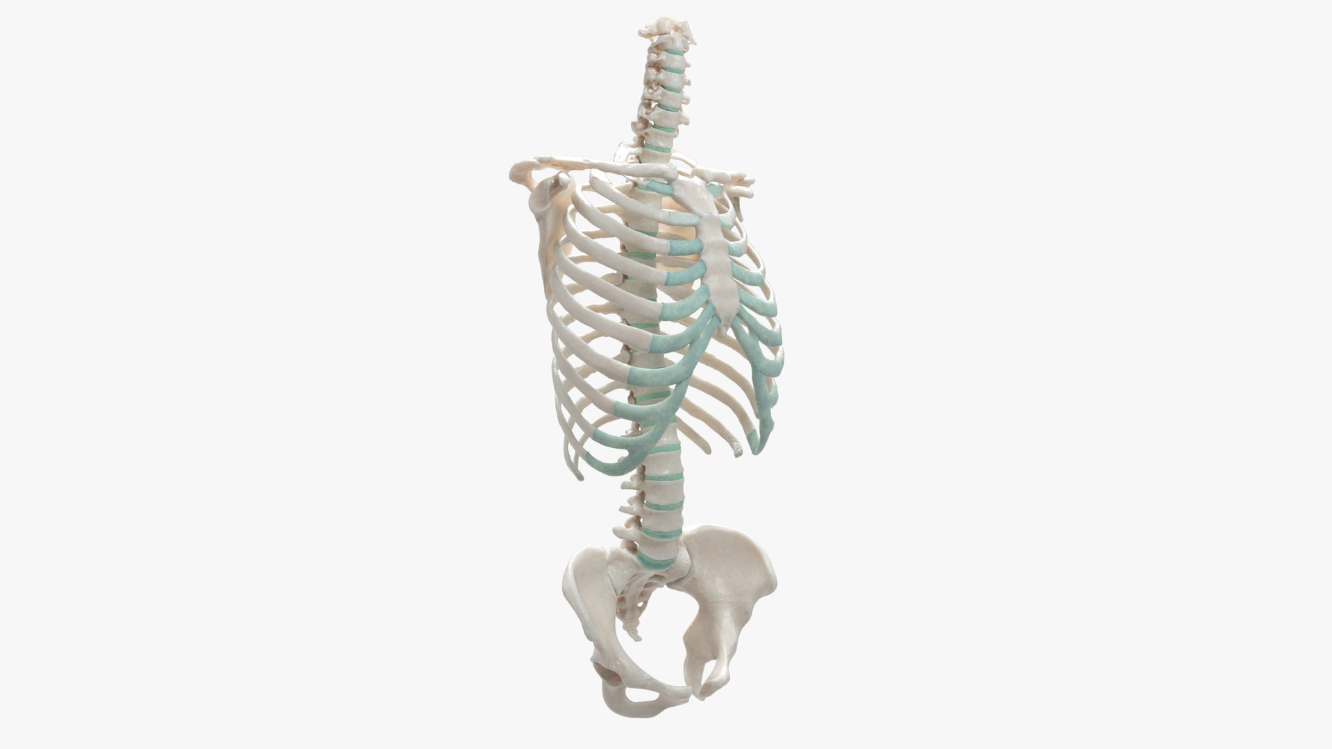 Female Torso Skeleton Model - TurboSquid 1652173