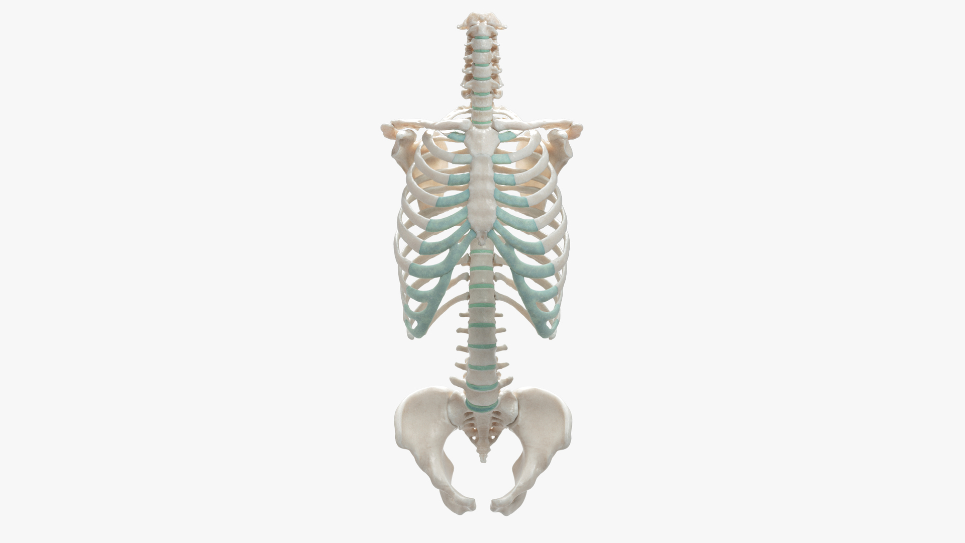 Female Torso Skeleton Model - TurboSquid 1652173