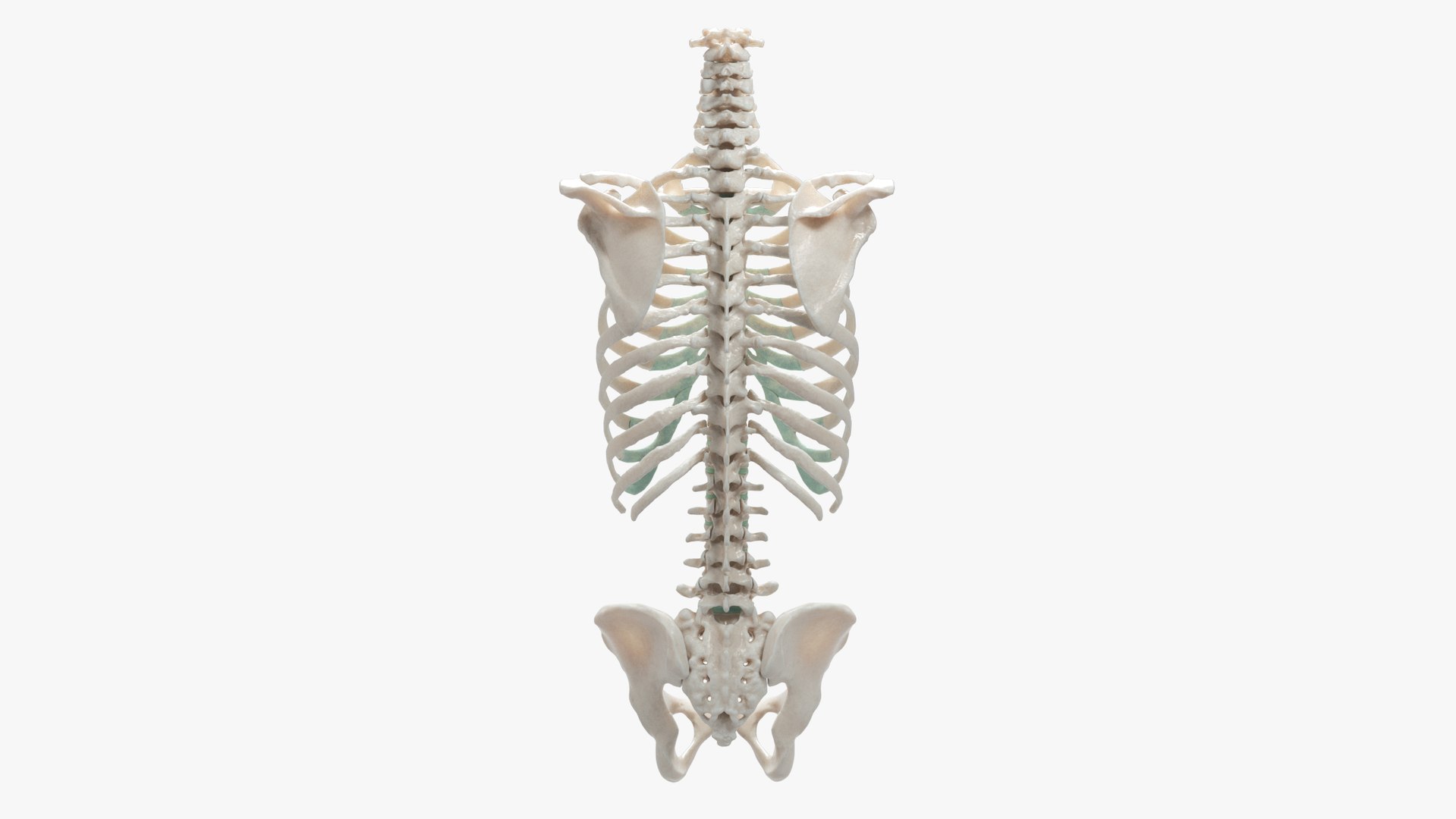 Female Torso Skeleton Model - TurboSquid 1652173