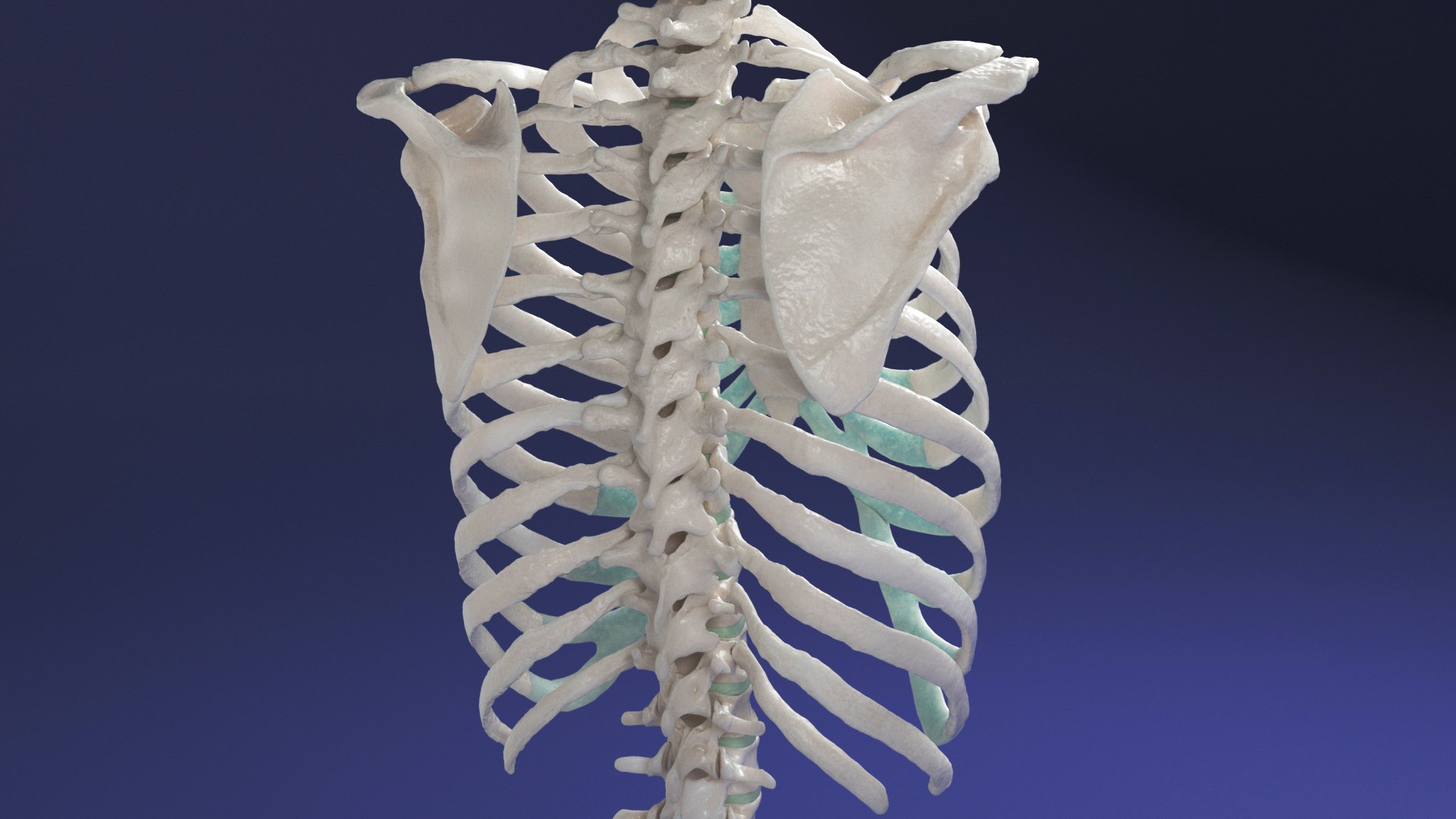 Female Torso Skeleton Model - TurboSquid 1652173