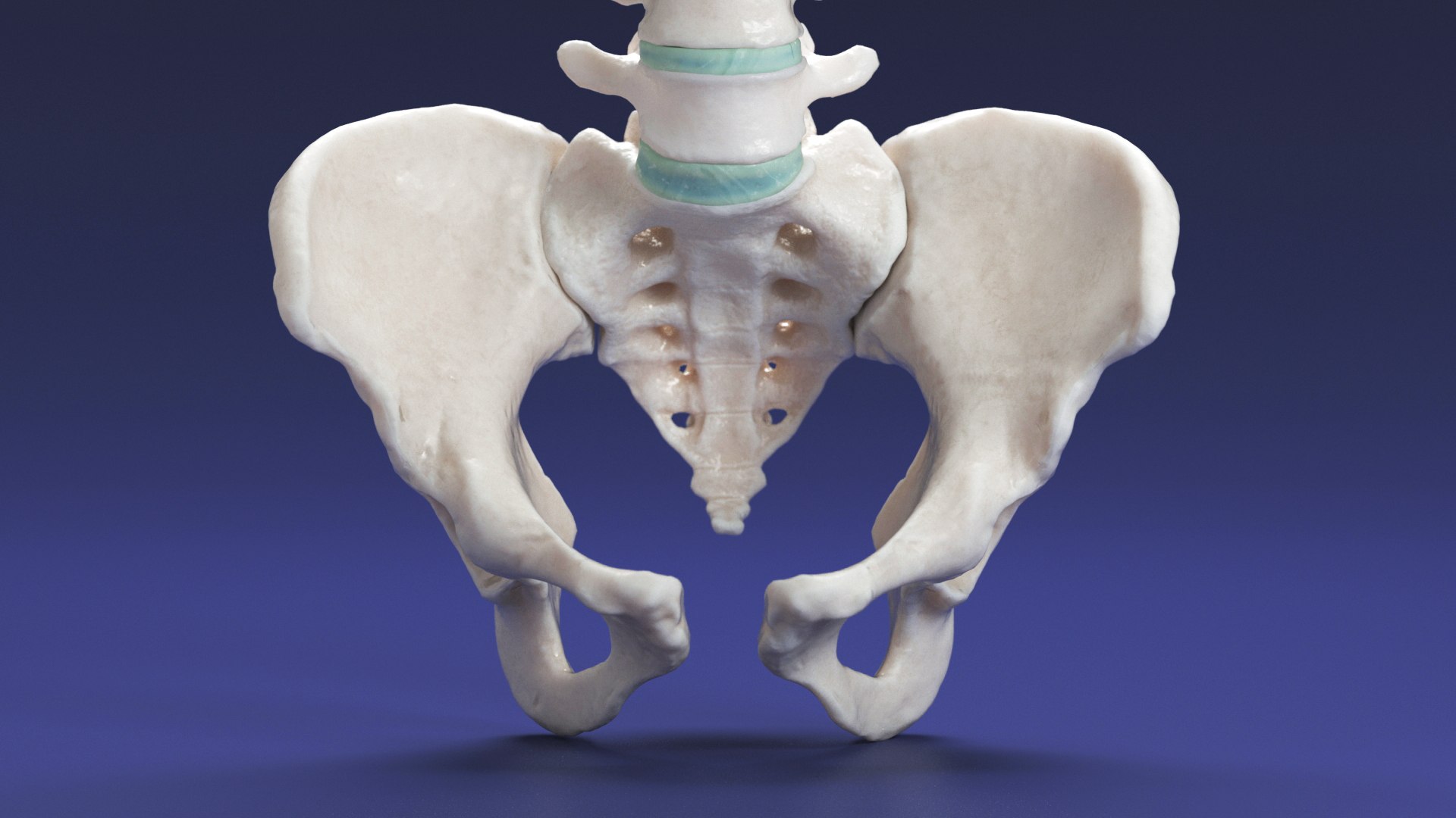 Female Torso Skeleton Model - TurboSquid 1652173