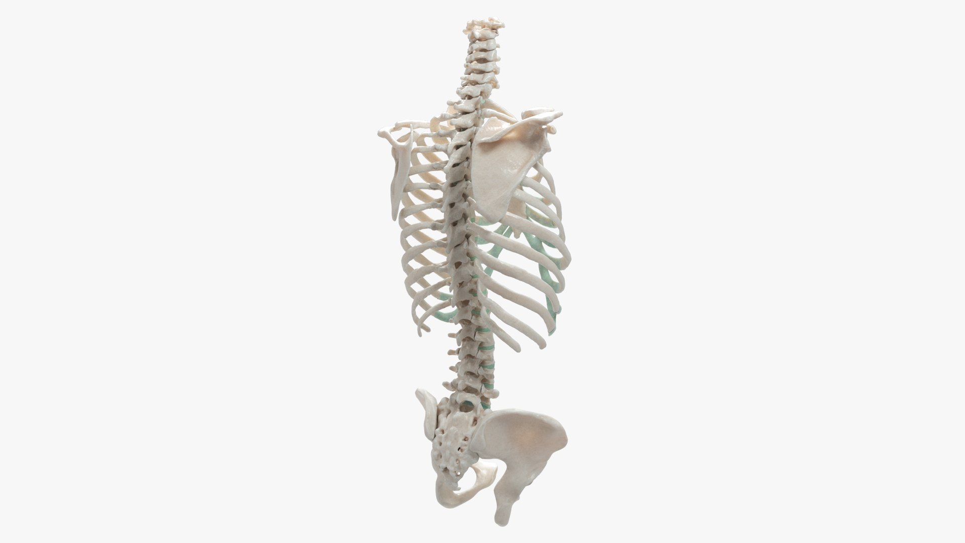 Female Torso Skeleton Model - TurboSquid 1652173