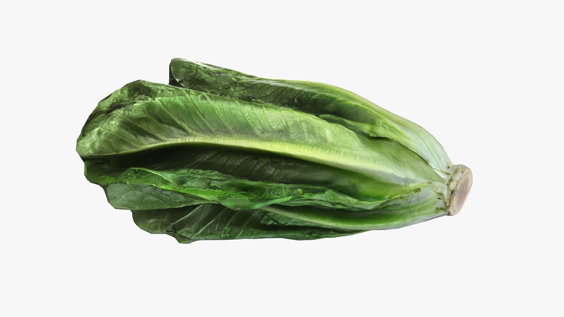 3D Model Romaine Lettuce 01 - TurboSquid 2454484