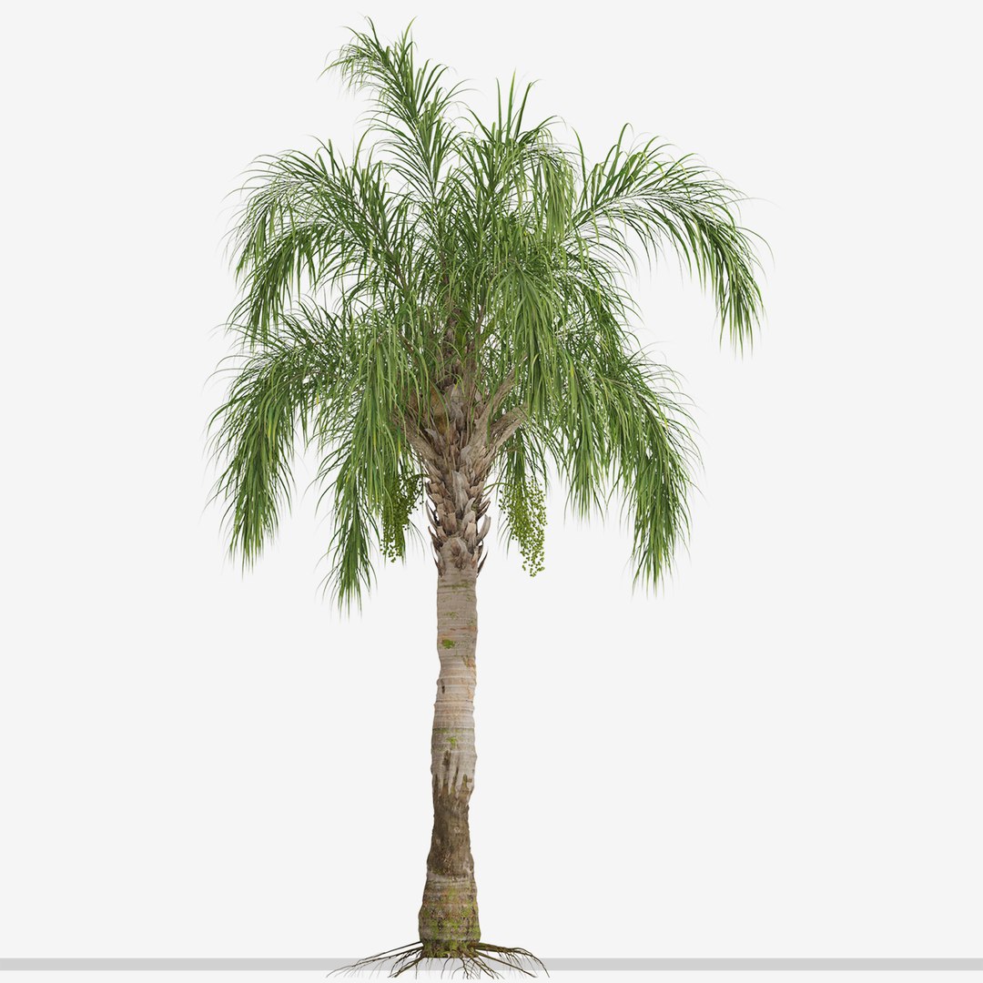 Set Of Queen Palm Or Syagrus Romanzoffiana Trees - 2 Trees 3D Model ...