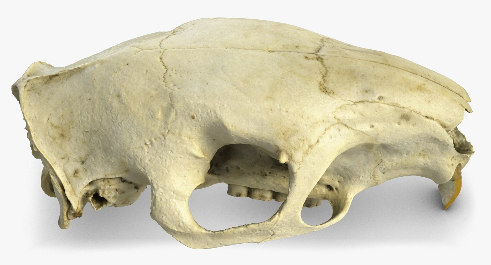 Big Rat Skull Raw 3d Max