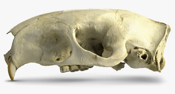 big rat skull raw 3d max