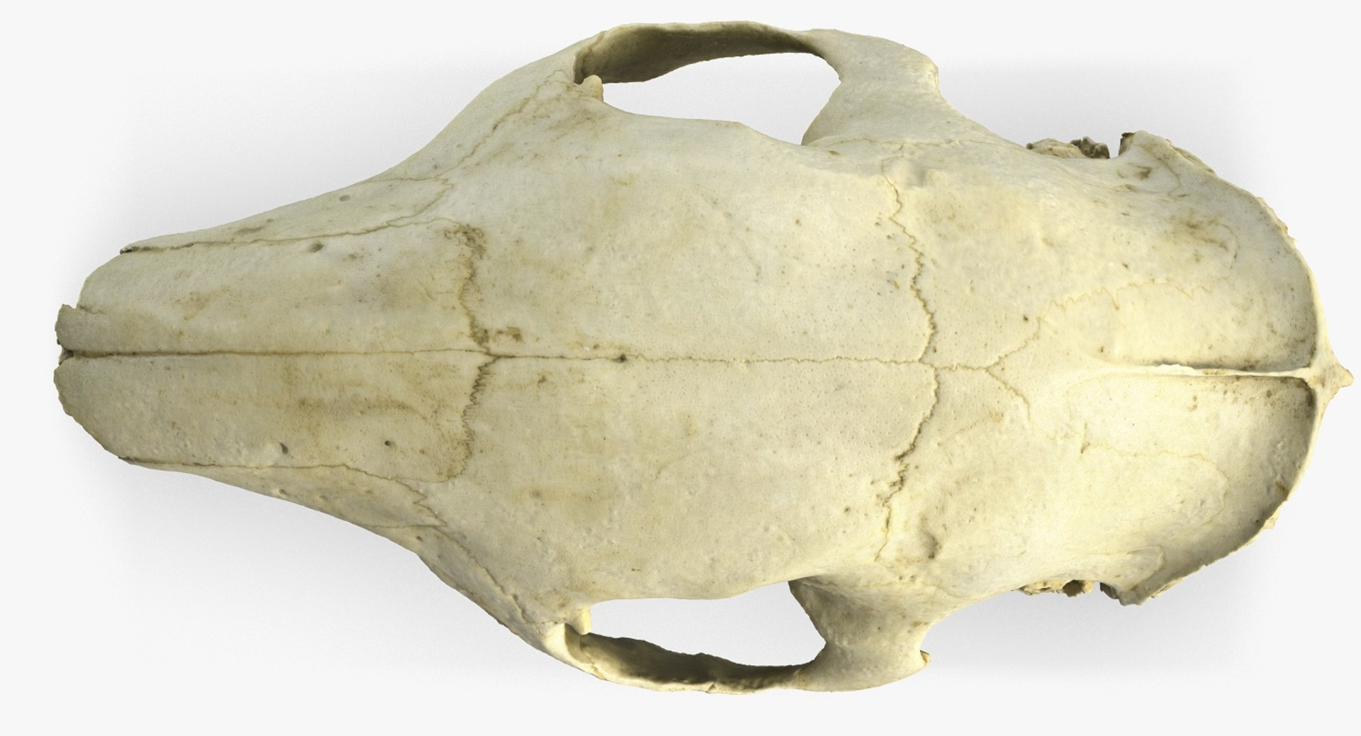 Big Rat Skull Raw 3d Max