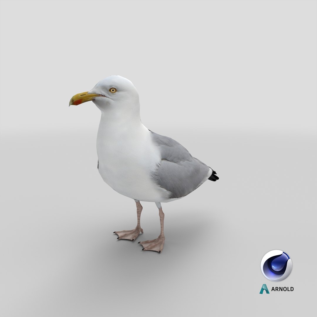 3D Seagull model - TurboSquid 1904607
