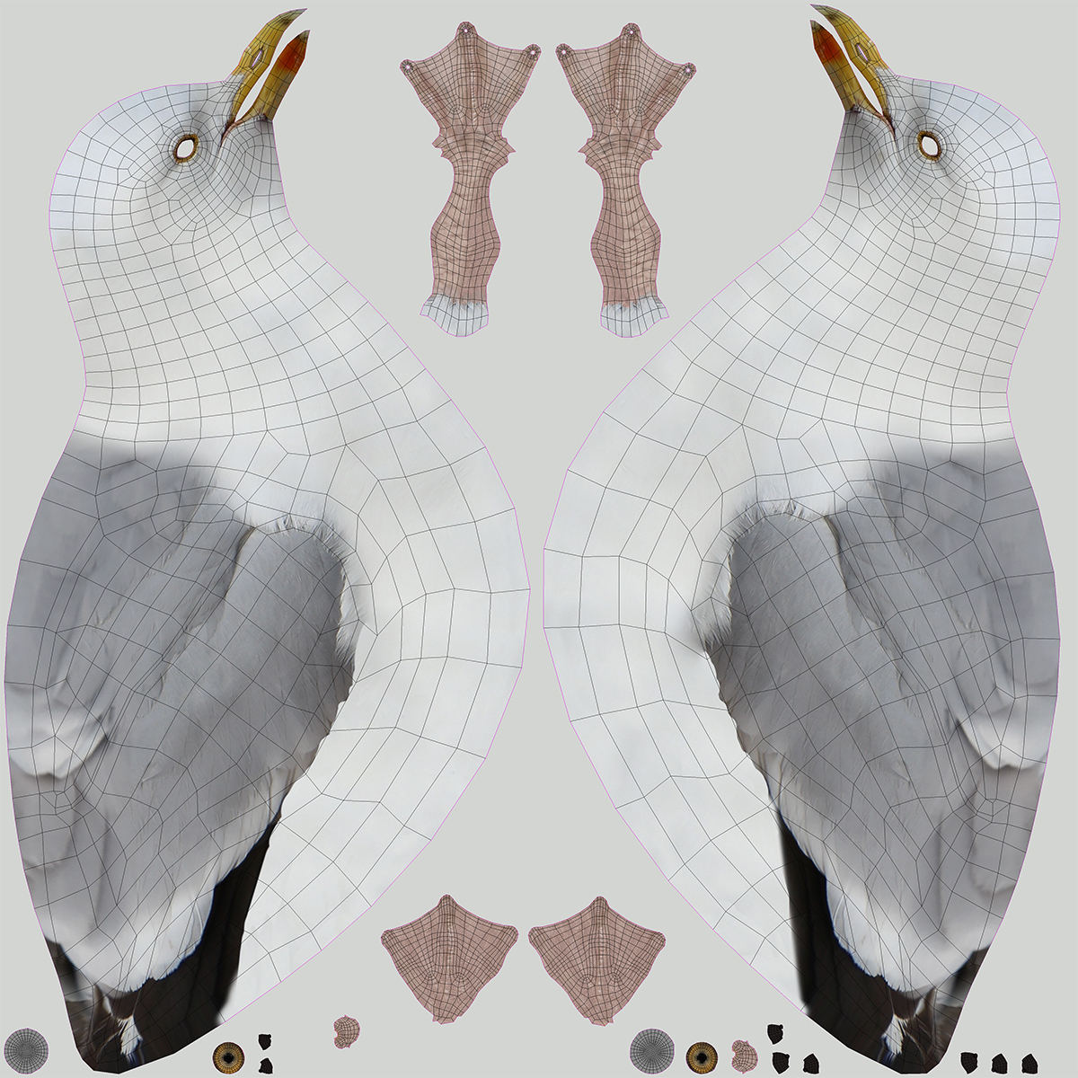 3D Seagull model - TurboSquid 1904607
