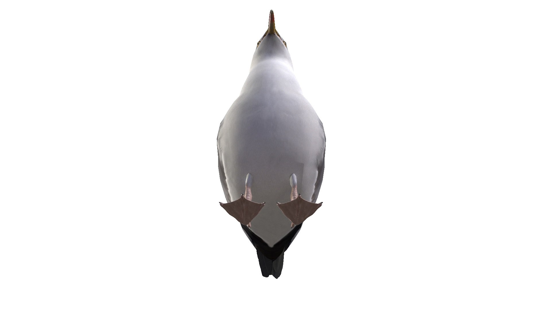 3D Seagull Model - TurboSquid 1904607